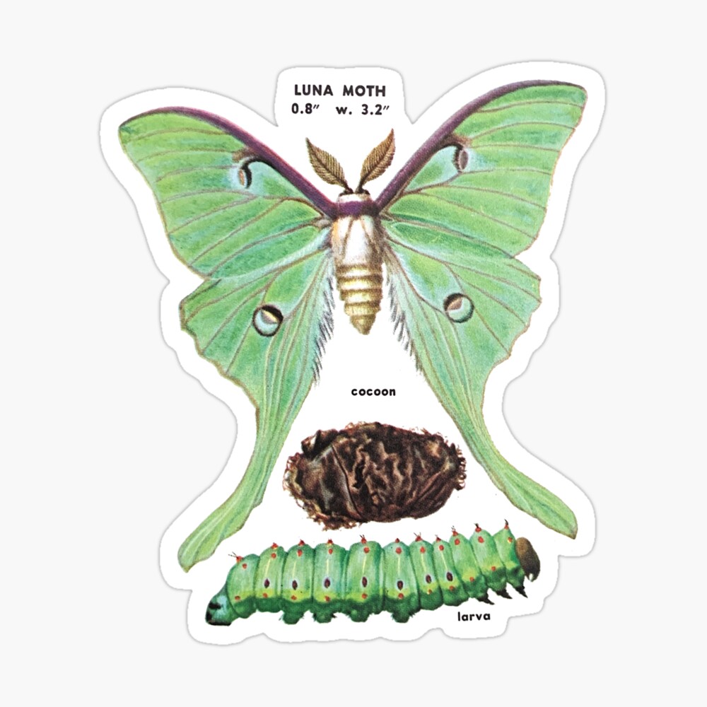 Luna Moth Life Cycle LEPIDOPTERA LIFE CYCLES: The Luna Moth (Actias
