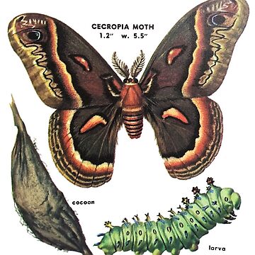 Cecropia Moth Life Cycle