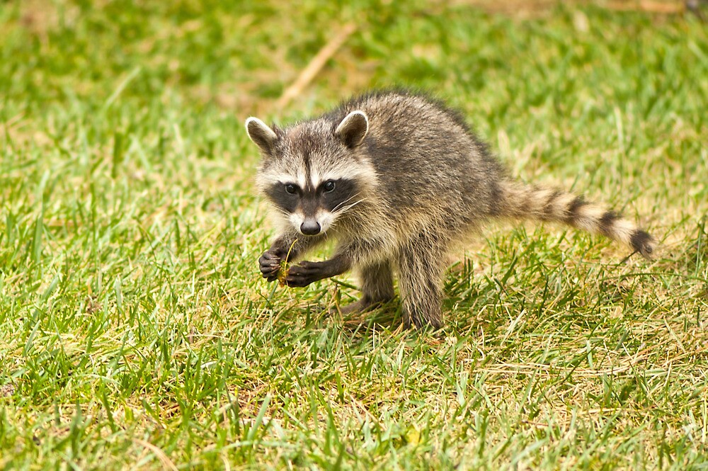 "Baby Racoon" by K D Graves Photography | Redbubble