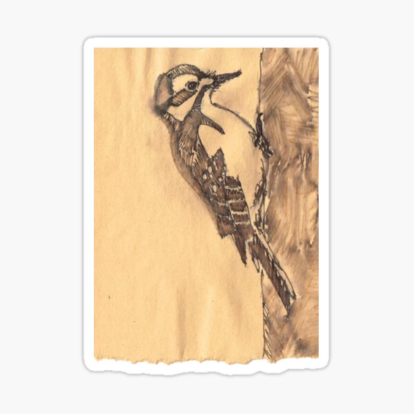 "Hand Drawn Downy Woodpecker" Sticker for Sale by daBulldog | Redbubble