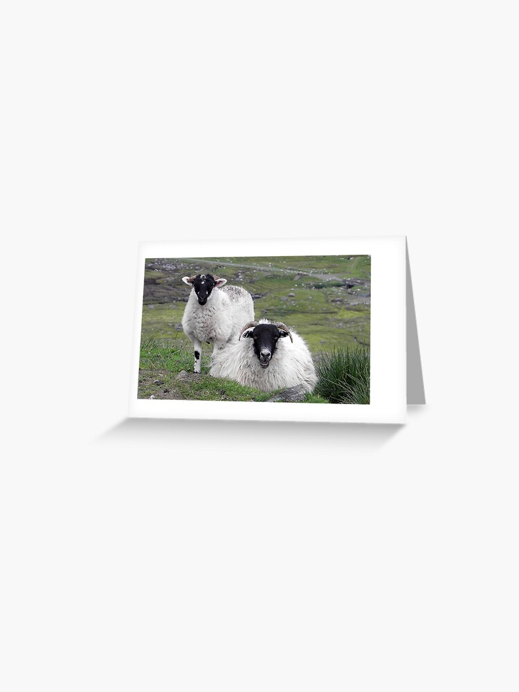 Paper & Party Supplies Paper Hebridean Sheep Greeting Card Greeting ...