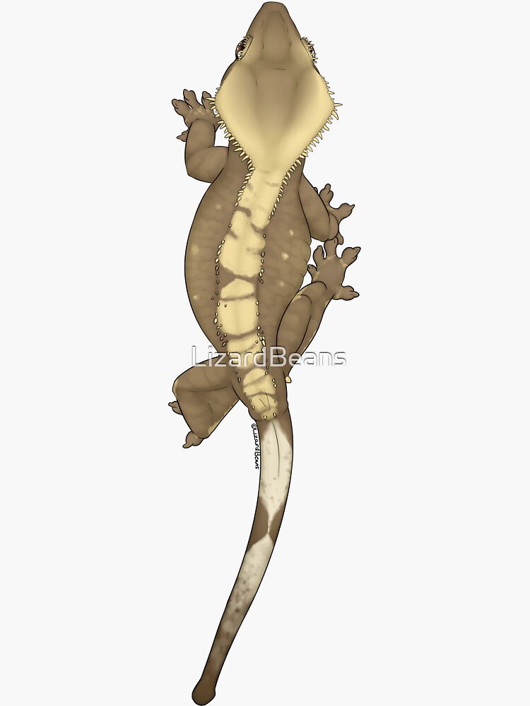 "Crested Gecko - Kit" Sticker for Sale by LizardBeans | Redbubble