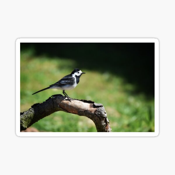 "Pied Wagtail " Sticker for Sale by rwhooster | Redbubble