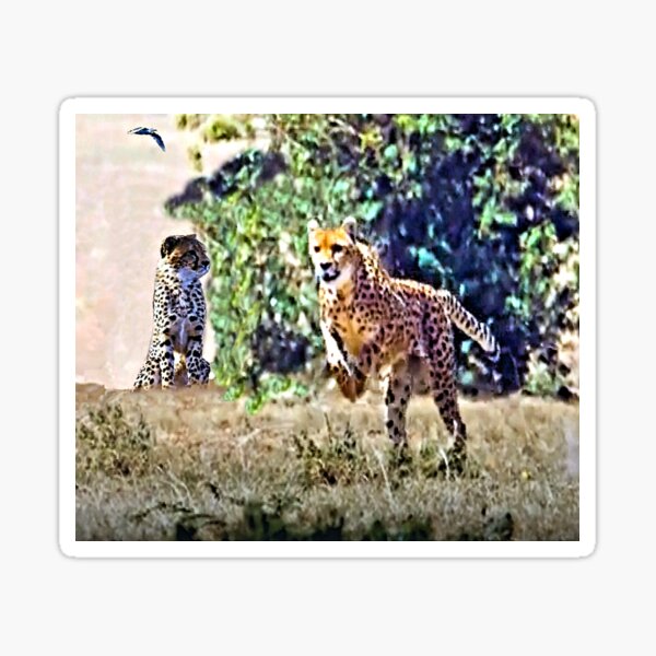 "Cheetahs Hunt" Sticker for Sale by kristalcurt | Redbubble
