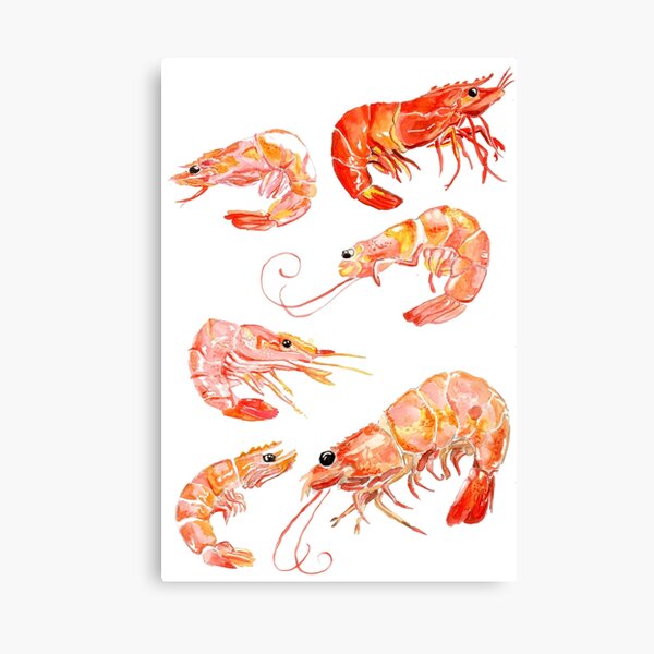 Shrimp Canvas Prints | Redbubble