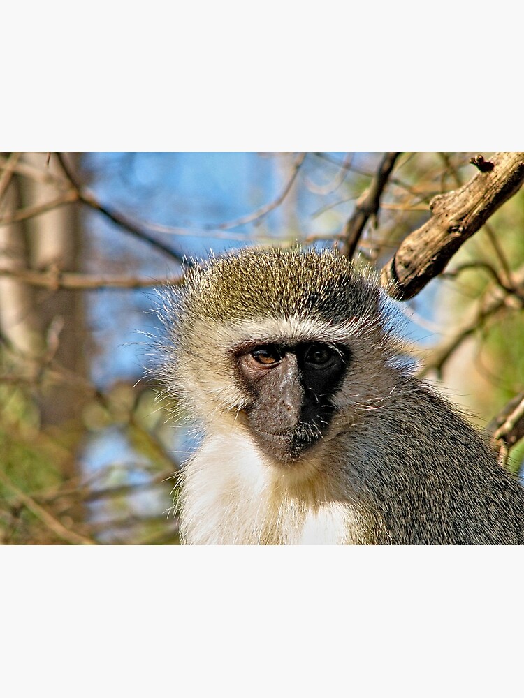 "Velvet Monkey Closeup Portrait" Poster for Sale by worldways | Redbubble
