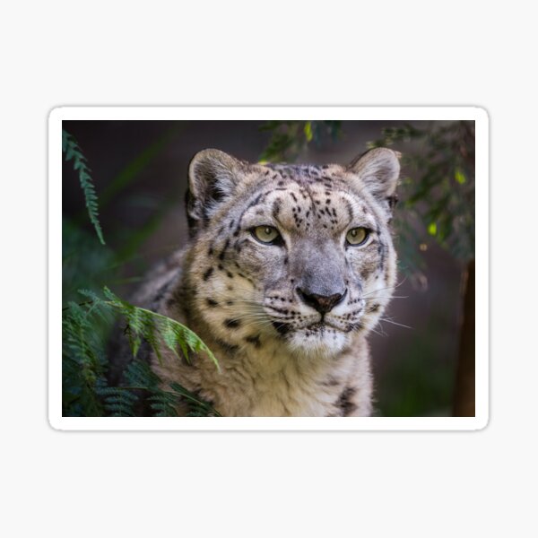"Snow Leopard" Sticker for Sale by NaturallyArt | Redbubble