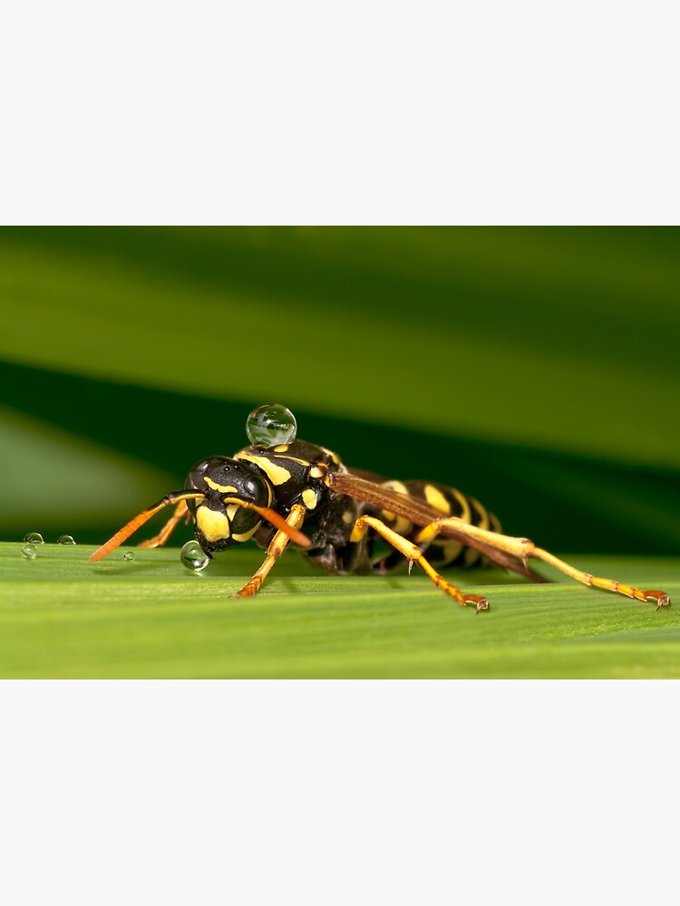 "PAPER WASP" Sticker by Islandlady154 | Redbubble