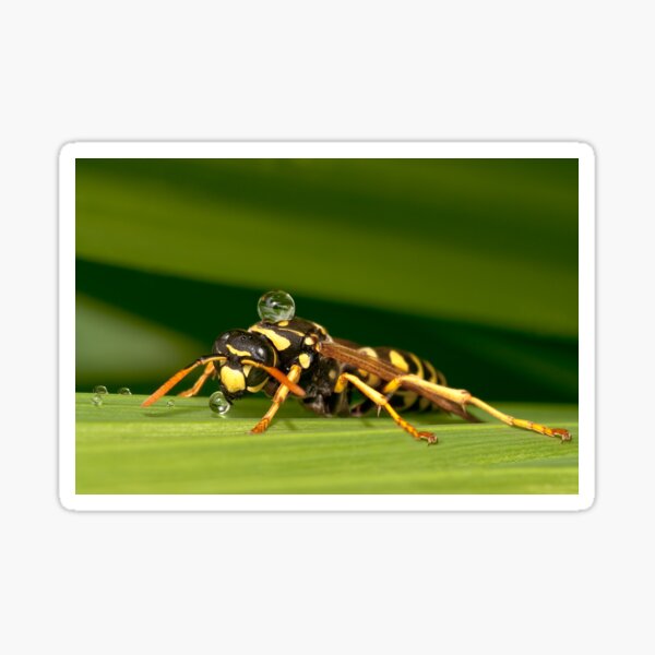 "PAPER WASP" Sticker by Islandlady154 | Redbubble
