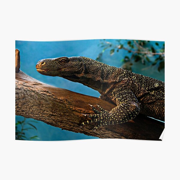 Varanus Posters | Redbubble