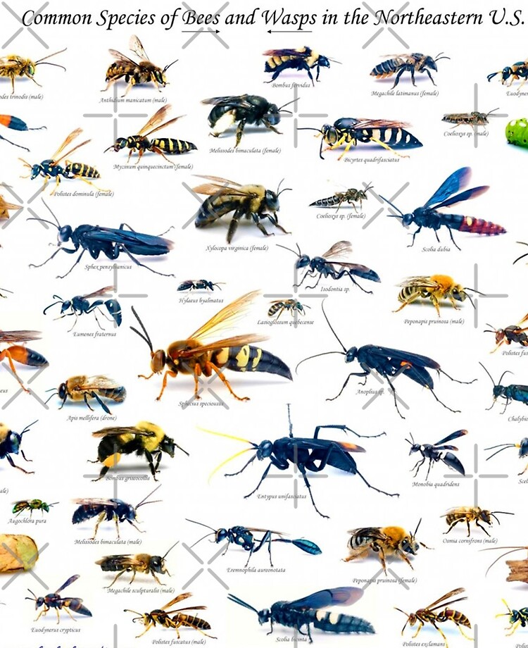 "Common Species of Bees and Wasps Chart" iPad Case & Skin for Sale by ...