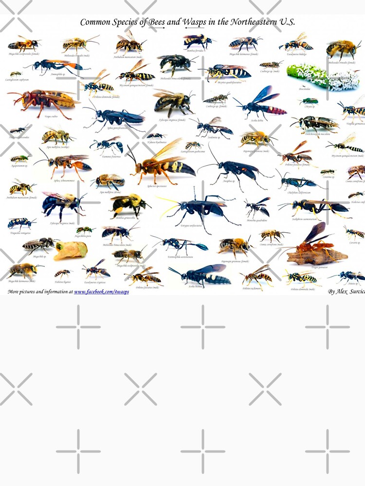 "Common Species of Bees and Wasps Chart" T-shirt for Sale by ...