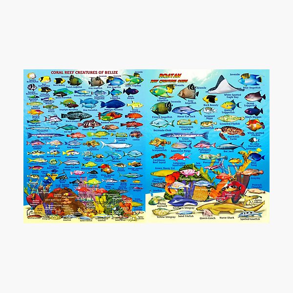 "Coral Reef Creatures of Belize & Roatan Chart" Photographic Print by ...