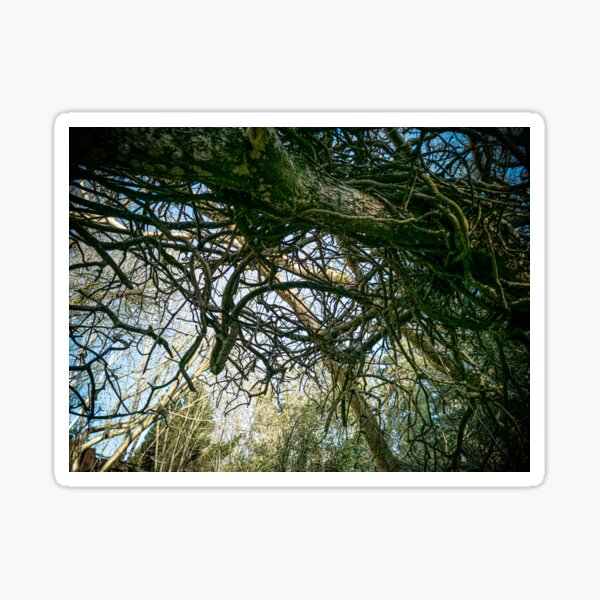 ""Tree Roots"" Sticker for Sale by PhotosOfNature | Redbubble