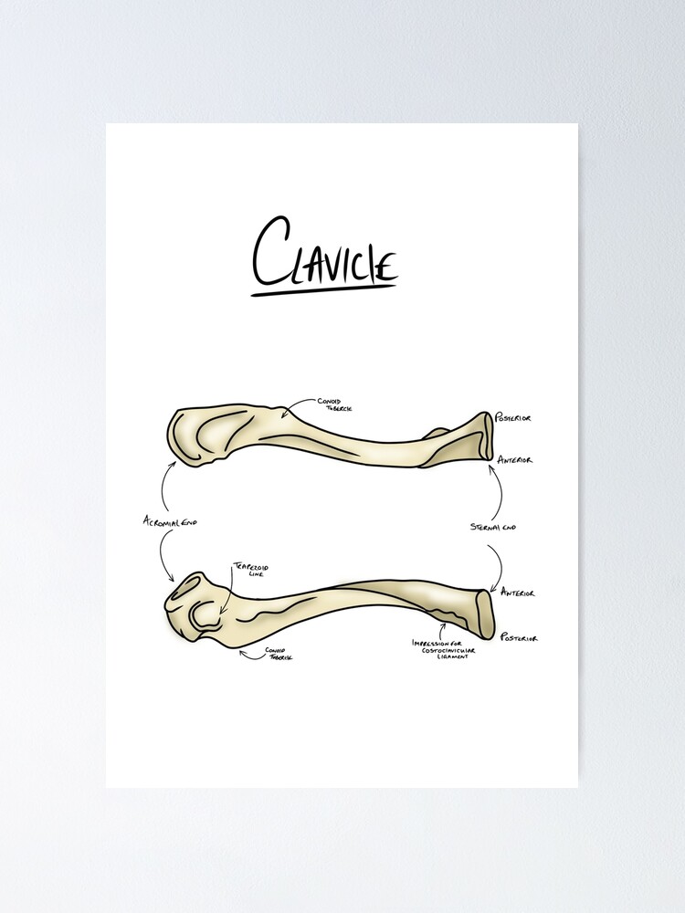 "Clavicle anatomy " Poster for Sale by faolansforge | Redbubble