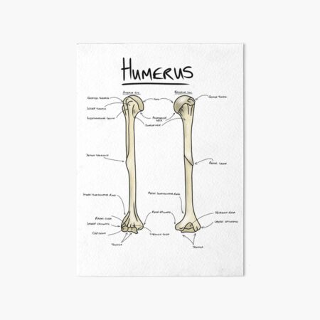 "Humerus anatomy " Art Board Print for Sale by faolansforge | Redbubble