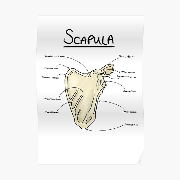 "Scapula anatomy " Poster for Sale by faolansforge | Redbubble