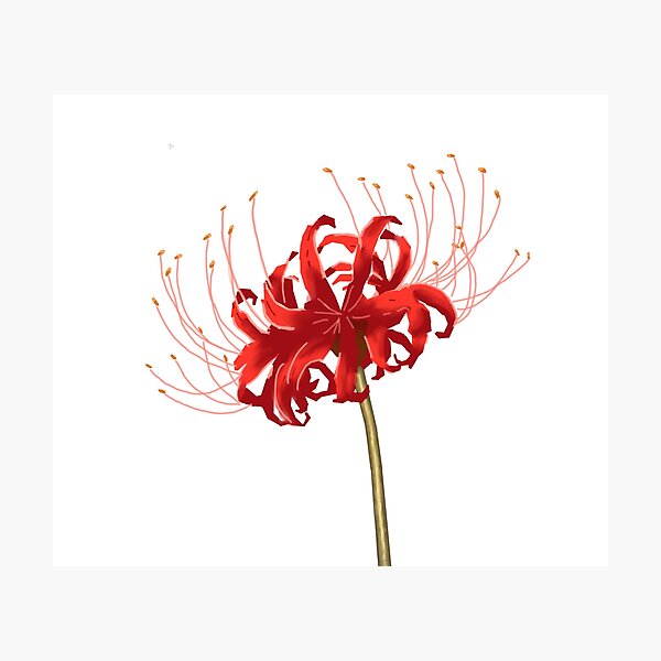 "Japanese Higanbana / Anime Death Flower" Photographic Print for Sale ...