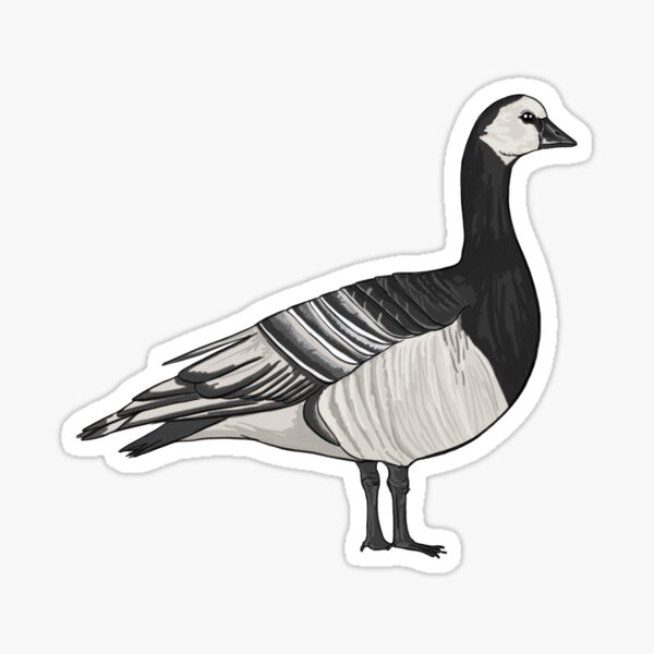"Barnacle goose " Sticker for Sale by midnightember | Redbubble