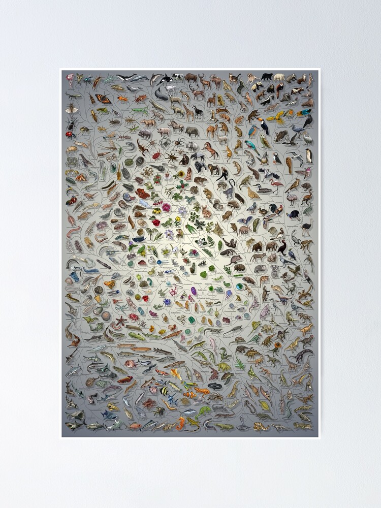 "Tree of Life Poster - Animal and Plant Evolution - Colour (Scientific ...