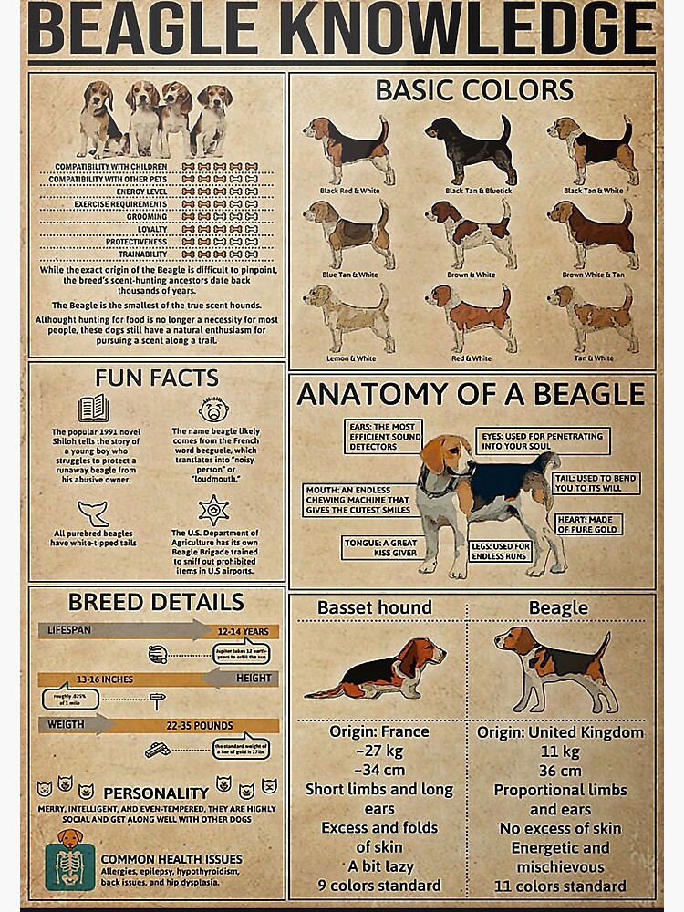 "Beagle Dog Knowledge Poster" Poster for Sale by HubertaNakken | Redbubble