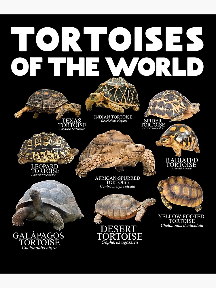 "Tortoises Of The World Turtles Lover Save The Tortoises Gear" Poster for Sale by DynamicDesign ...