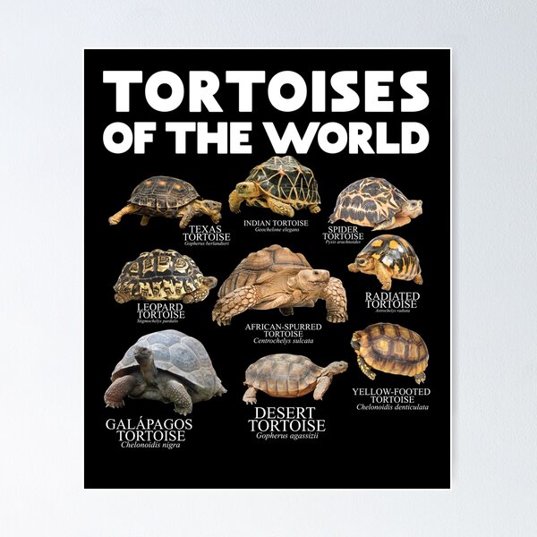 "Tortoises Of The World Turtles Lover Save The Tortoises Gear" Poster ...