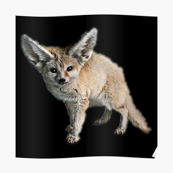 "Fennec Fox" Poster by myuniquepet | Redbubble