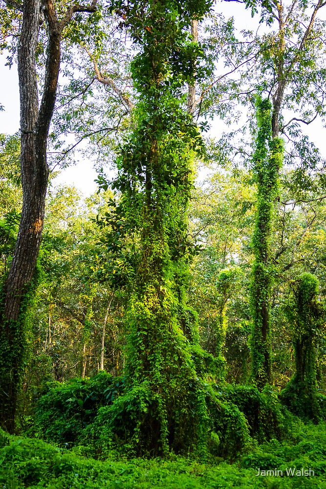 "Chitwan Jungle Tree" by Jamin Walsh | Redbubble