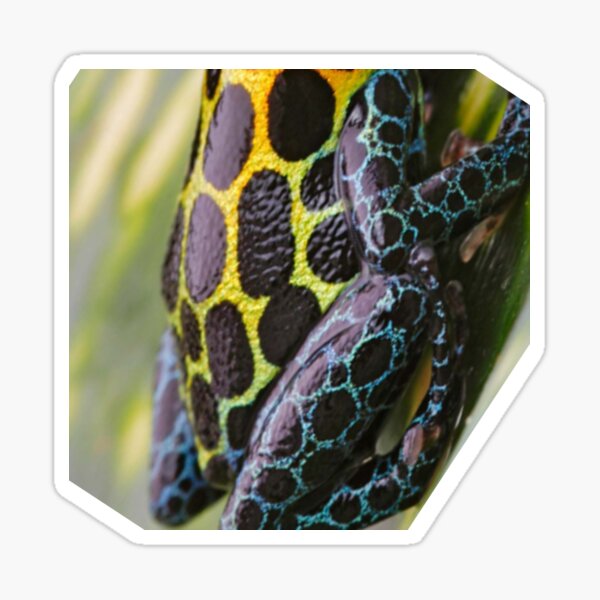 "Poison Dart Frog Textured Skin Modern Aesthetic " Sticker for Sale by ...