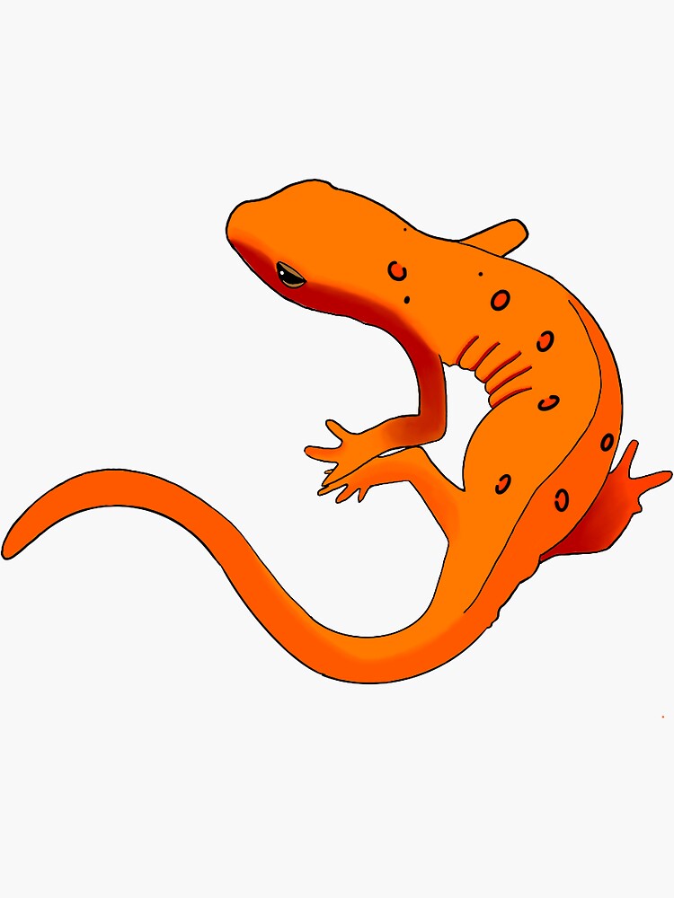 "Eastern Newt (red eft)" Sticker for Sale by lilgoober37 | Redbubble