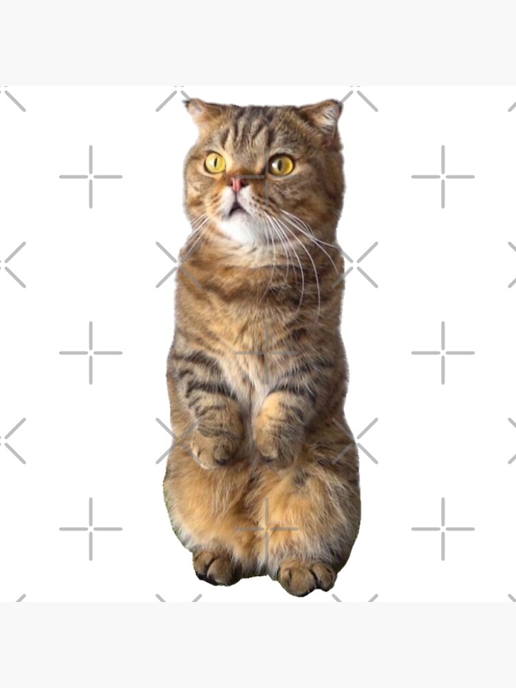 "Cute LuLu standing ( Kittisaurus )" Photographic Print for Sale by ...