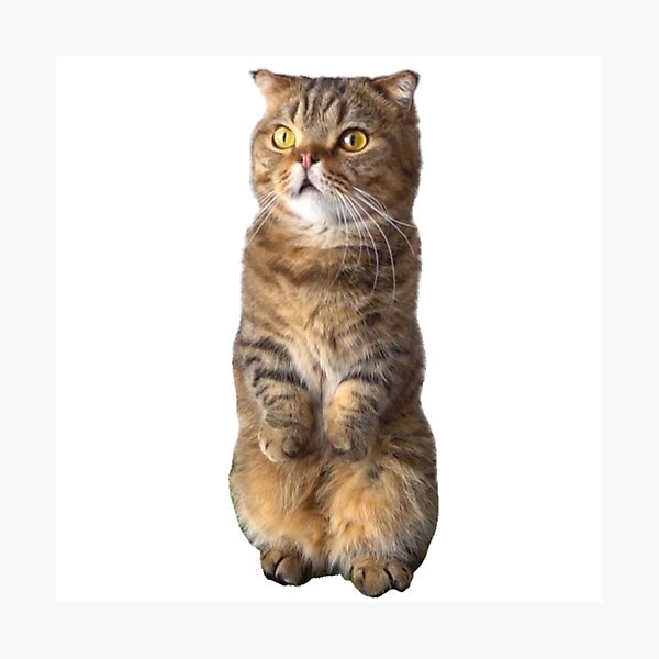 "Cute LuLu standing ( Kittisaurus )" Photographic Print for Sale by ...