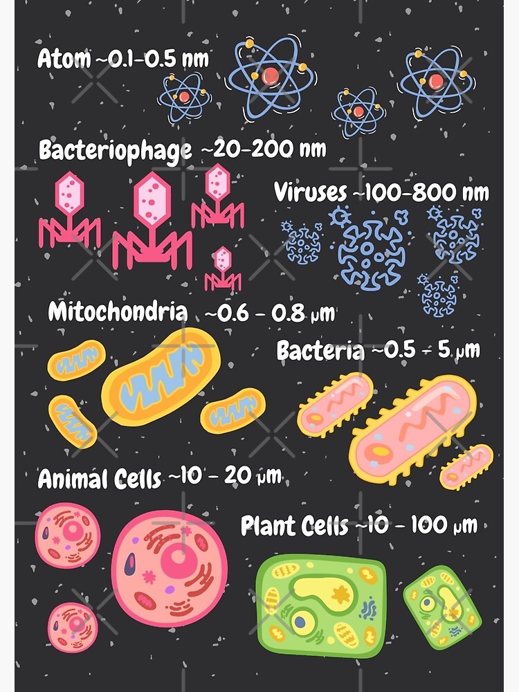 Microbiology Size Guide Premium Matte Vertical Poster sold by Ian ...