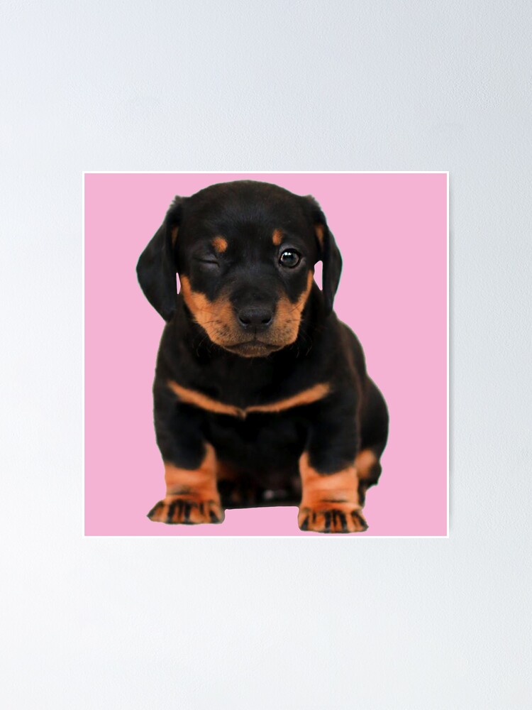 "Weiner dog, dachshund (pink background)" Poster by Sarahgranchelli ...
