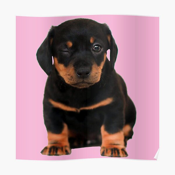 "Weiner dog, dachshund (pink background)" Poster by Sarahgranchelli ...