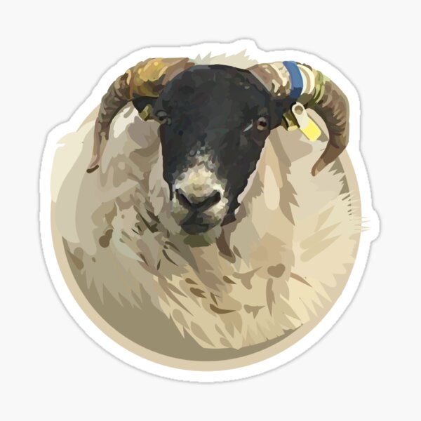 "Blackface Ewe " Sticker for Sale by Sally-Scribbles | Redbubble