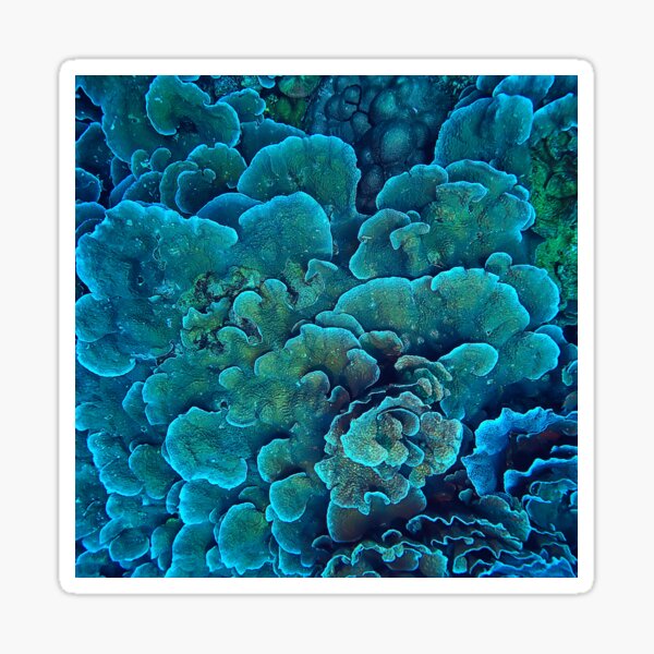 "Coral Reef Sport Diving Blue Coral" Sticker by sojasquest2 | Redbubble