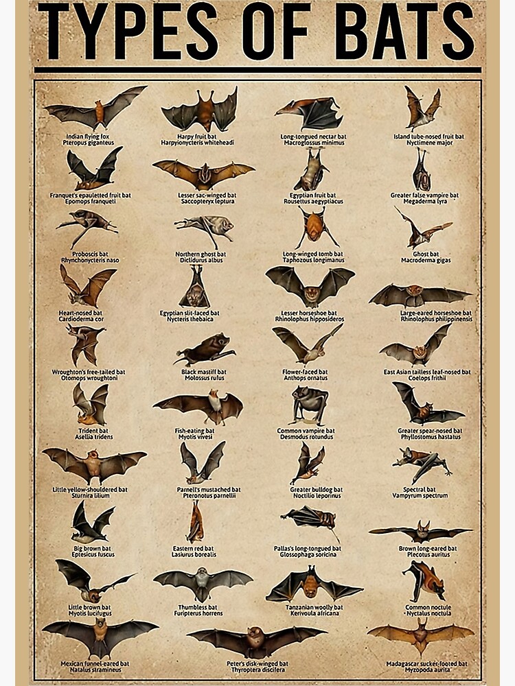 "39 Types Of Bats Bat Types Knowledge" Poster for Sale by ...