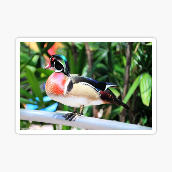 "Quack" Sticker for Sale by blackadder | Redbubble