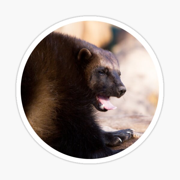 "Gulo Gulo" Sticker by DelphineComte | Redbubble