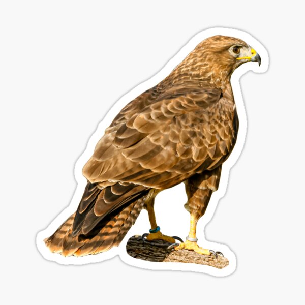 "Buzzard on a branch" Sticker for Sale by Dalyn | Redbubble