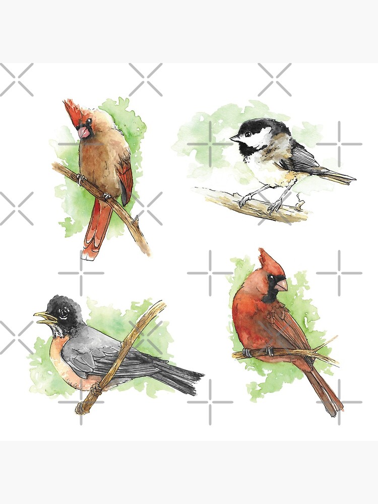 "North American Backyard Birds Pack - Male and Female Cardinals, Black ...