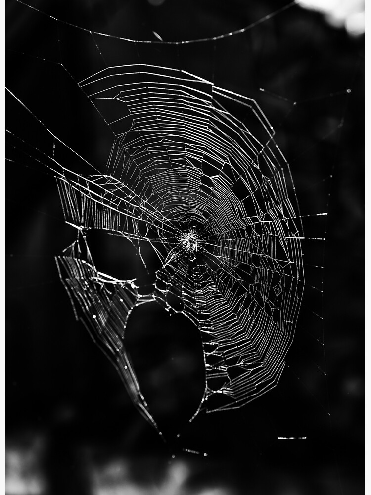 "Spider web looks like a human face" Art Print by hayrettinsokmen ...
