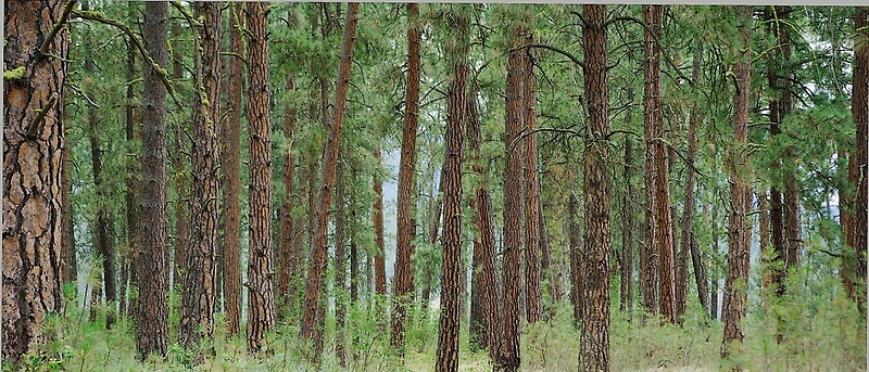 "Trees of Kettle Falls" by Troy Stapek | Redbubble
