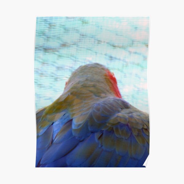"parrot (Mauritius)" Poster by FedericoFaggion | Redbubble