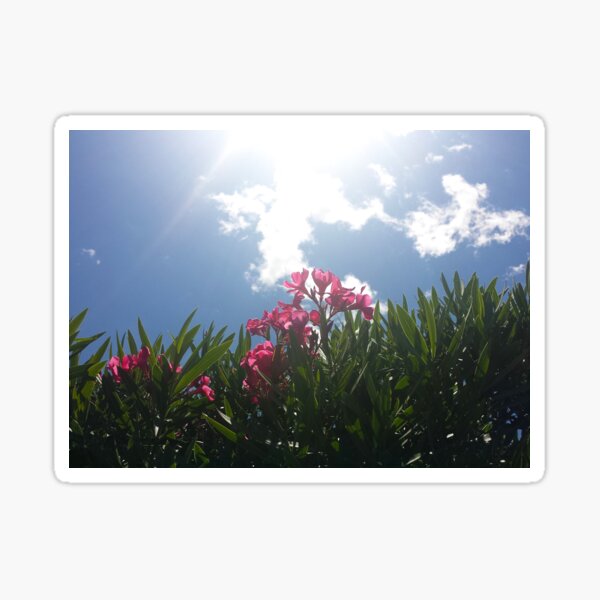 "Pink Flowers And Sky" Sticker by blakcirclegirl | Redbubble