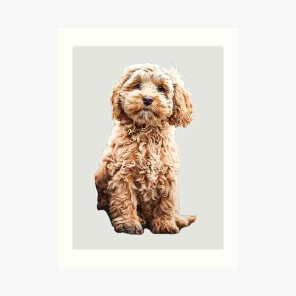 "Cockapoo Cavoodle Labradoodle Cute Puppy Dog- Poodle x" Art Print for ...