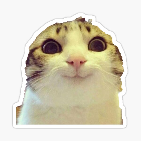 "Cute cat meme" Sticker for Sale by Shrewd-Mood | Redbubble