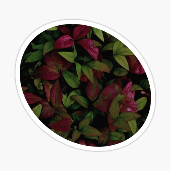 "flower vision" Sticker for Sale by vision23life | Redbubble